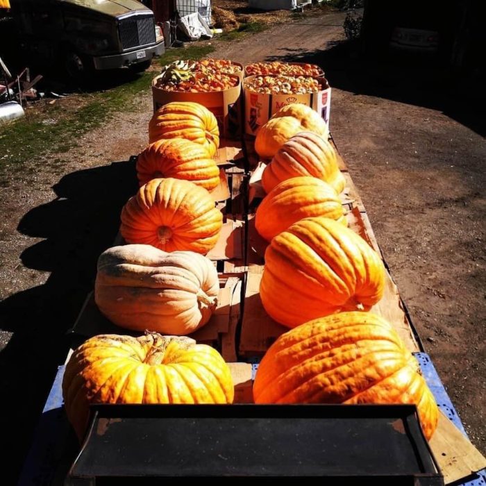 Our Products - Cache Valley Giant Pumpkins